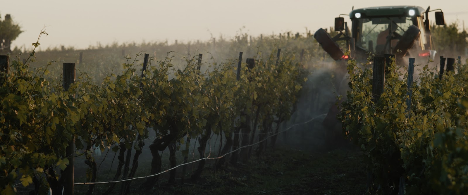 Vineyard Farming & Viticulture - Hunter Valley Vineyard Management